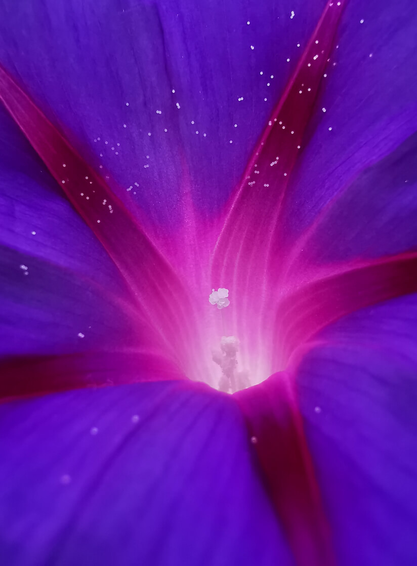 华为影像大赛（XMAGE Awards）- 华为官网