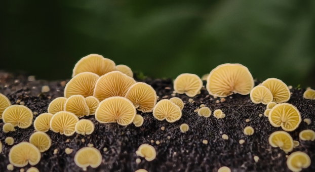 Check out New HUAWEI Pura Series - HUAWEI Store UAE