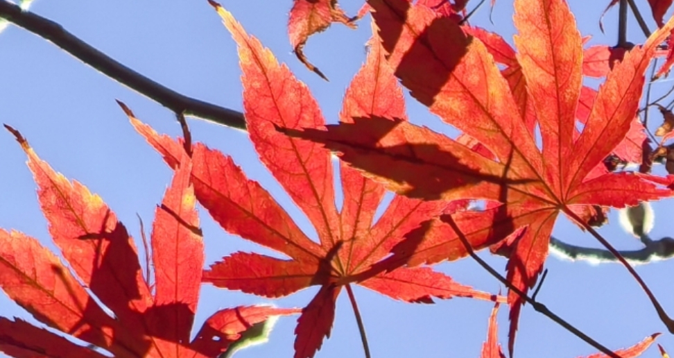 HUAWEI Phones - HUAWEI Malaysia